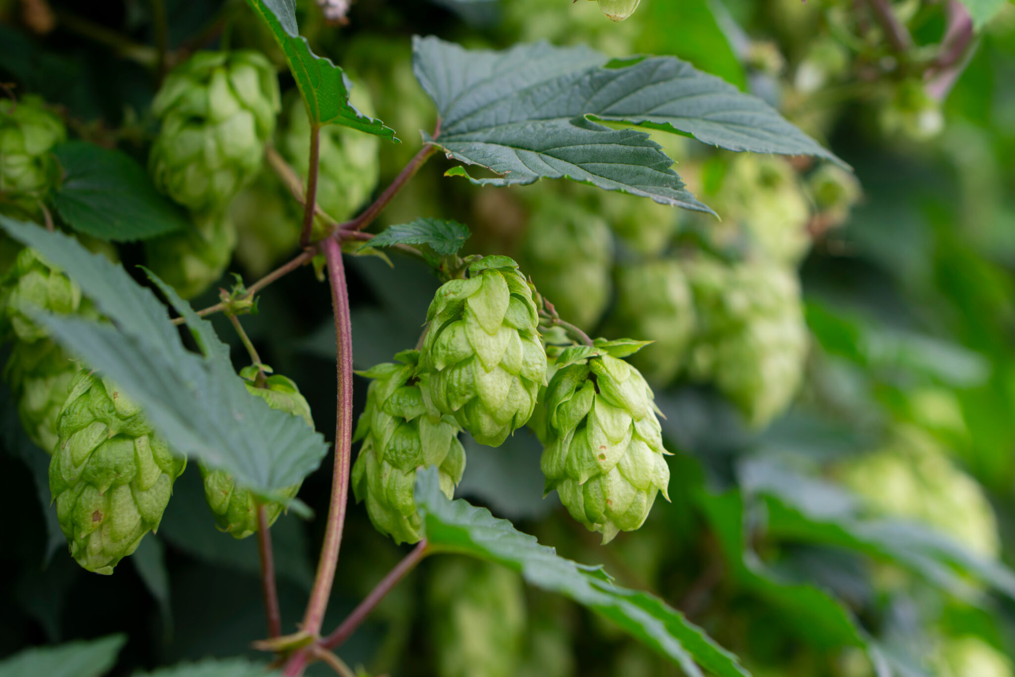 Home Ground Hop | 「湘南追いホップ」Organic Hop Farmers